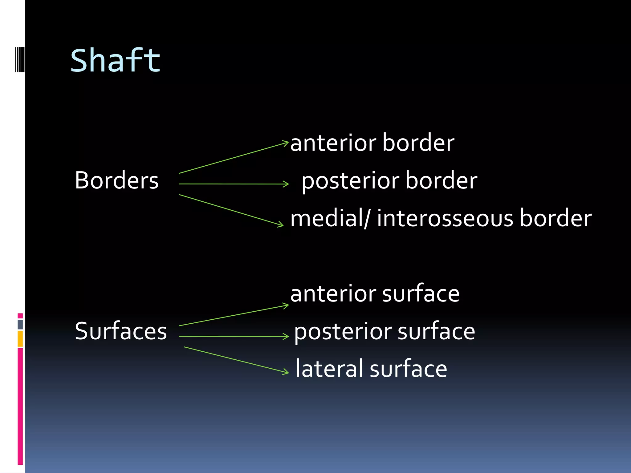 Radius bone anatomy | PPTX