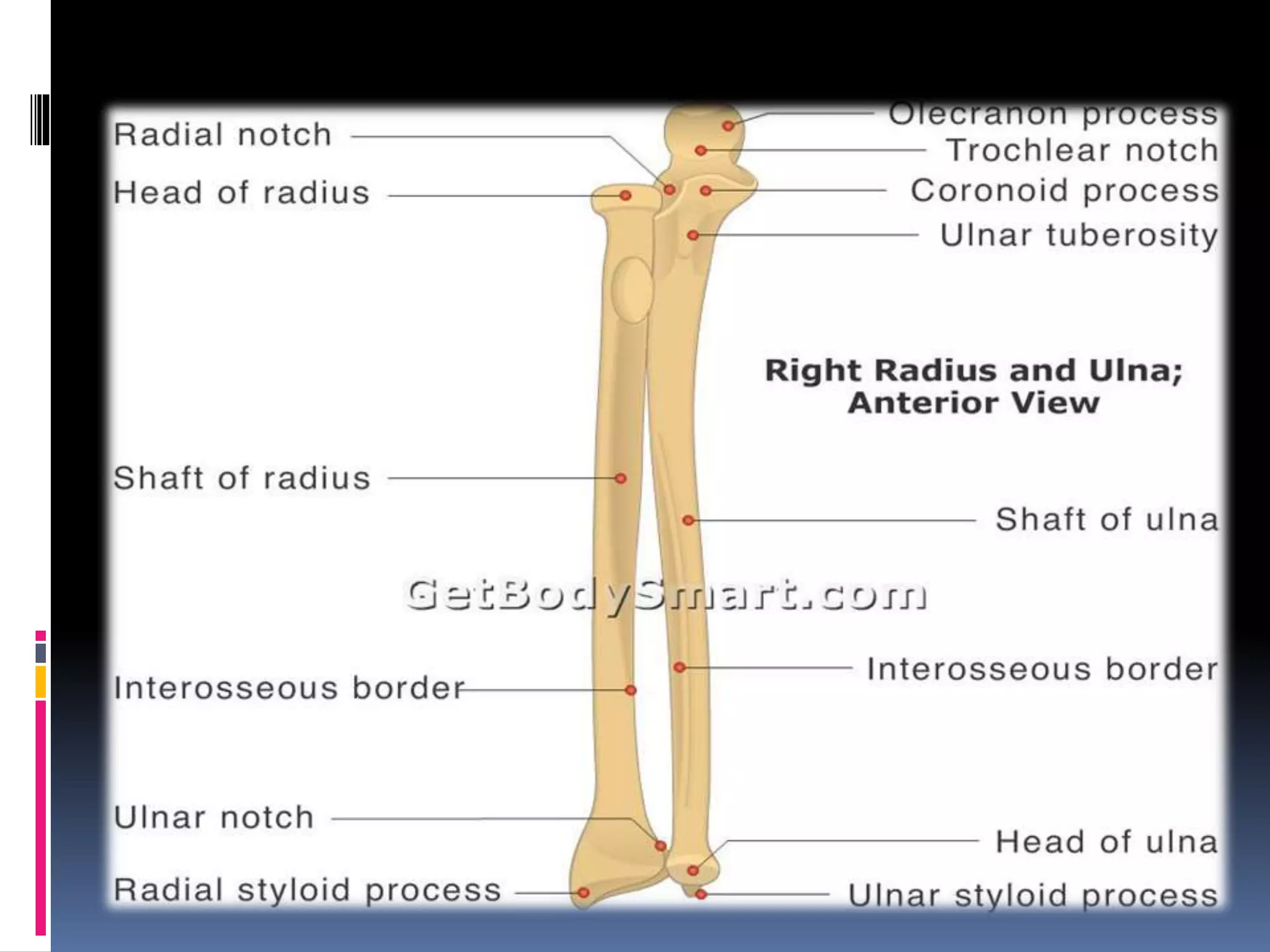 Radius bone anatomy | PPTX