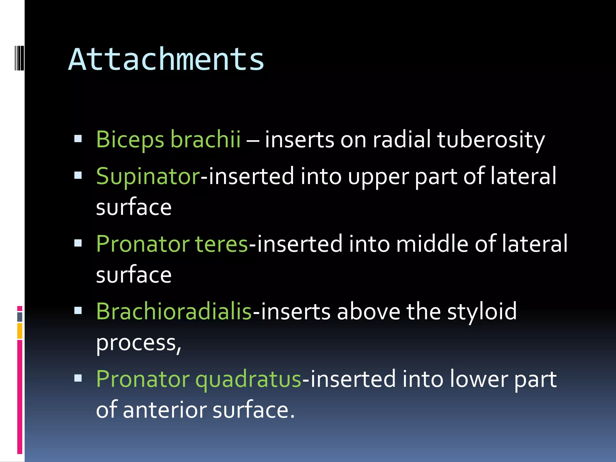 Radius bone anatomy | PPTX