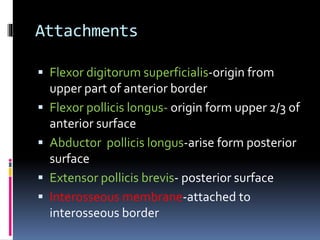 Radius bone anatomy | PPTX