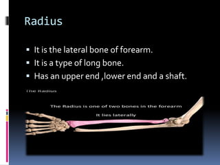Radius bone anatomy | PPTX