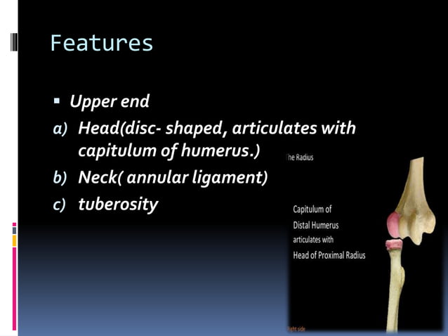 Radius Bone Anatomy Pptx