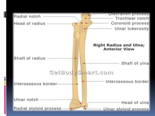 Radius bone anatomy | PPTX