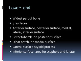 Radius bone anatomy | PPTX