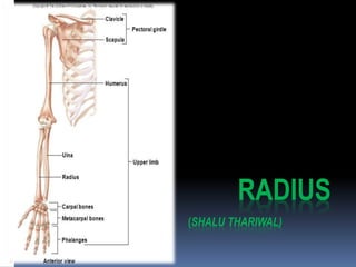 Radius Bone Labeled