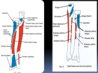 Radius Bone Muscle Attachments