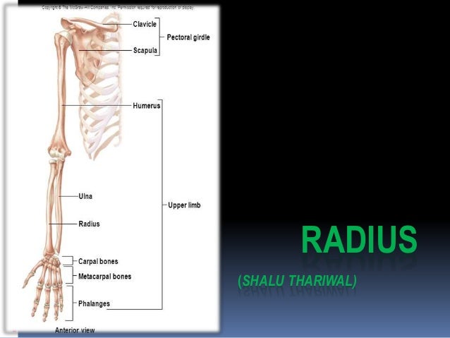 Radius Definition Location Functions Anatomy Diagram Radius Definition Location Functions Anatomy Diagram