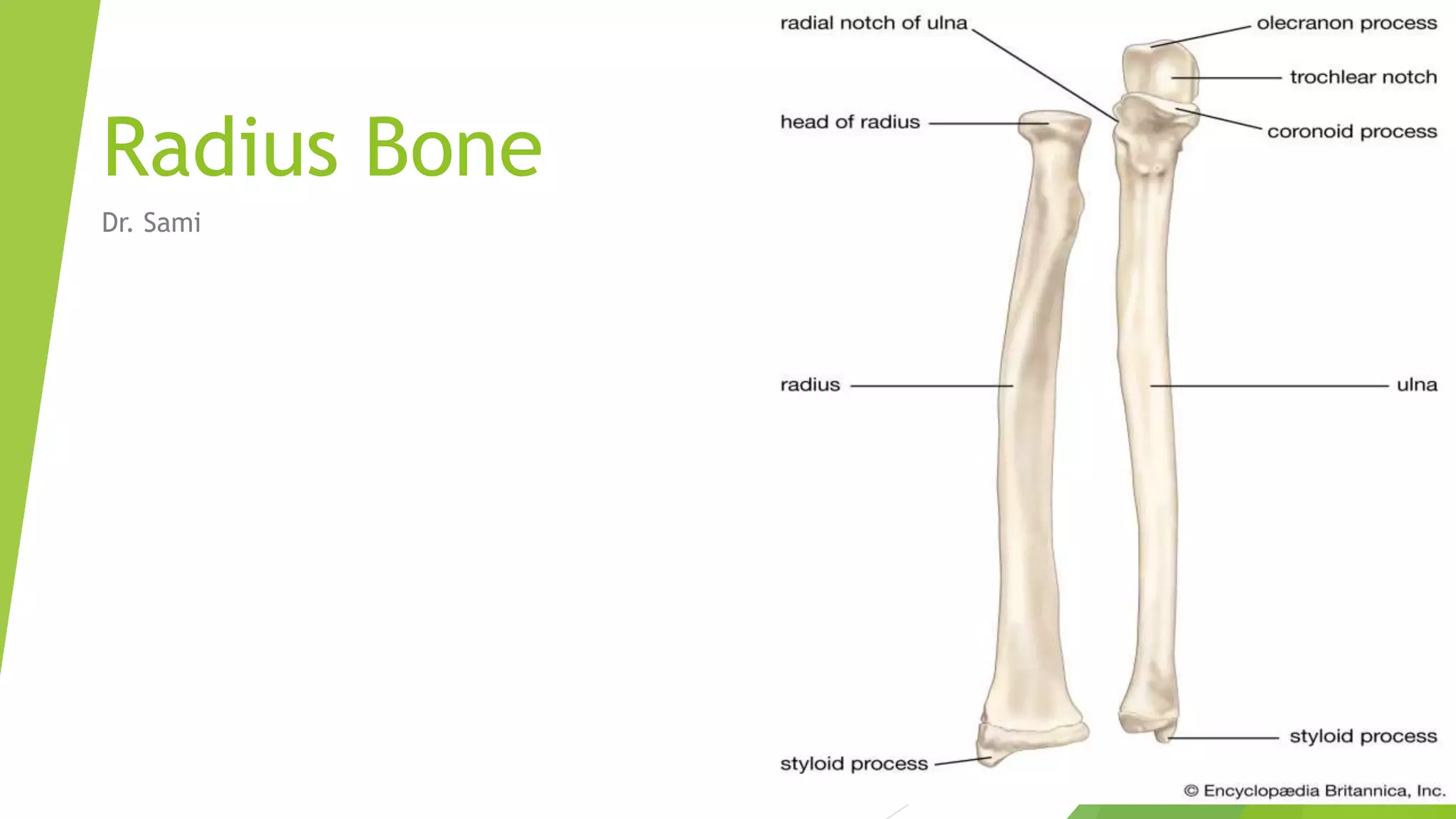 Anatomy of the Radius Bone | PPTX