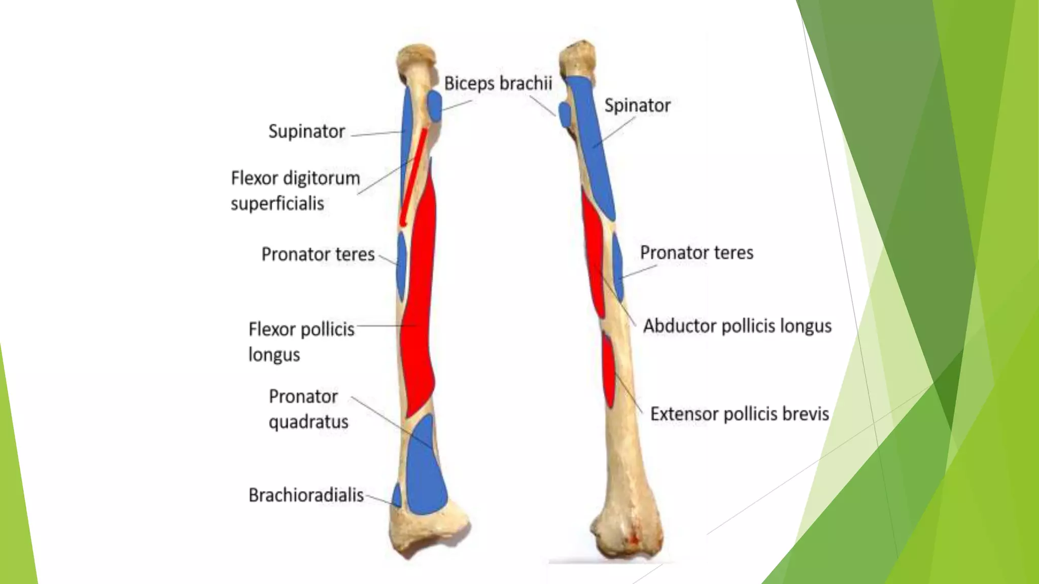 Anatomy of the Radius Bone | PPTX
