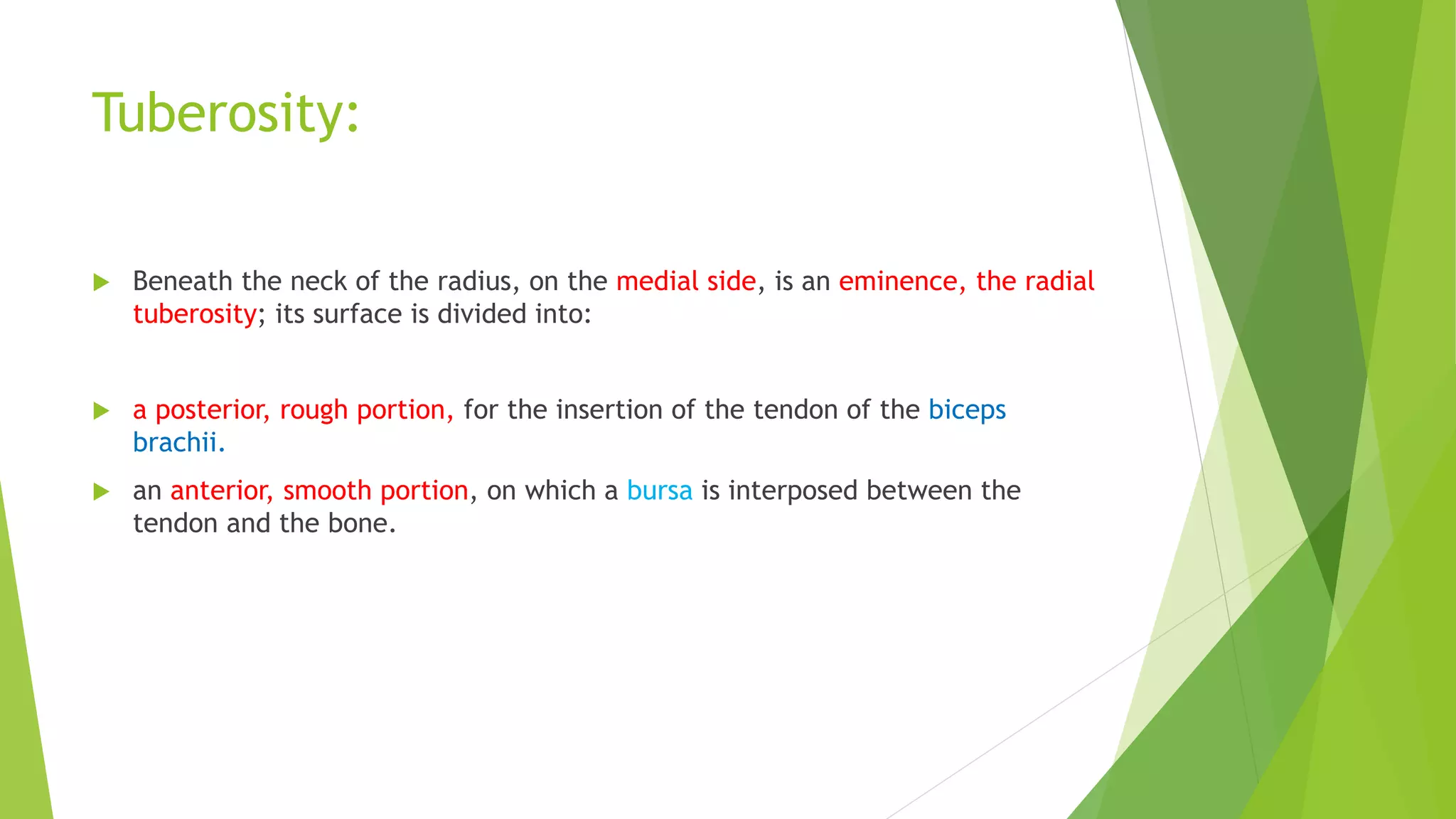 Anatomy of the Radius Bone | PPTX