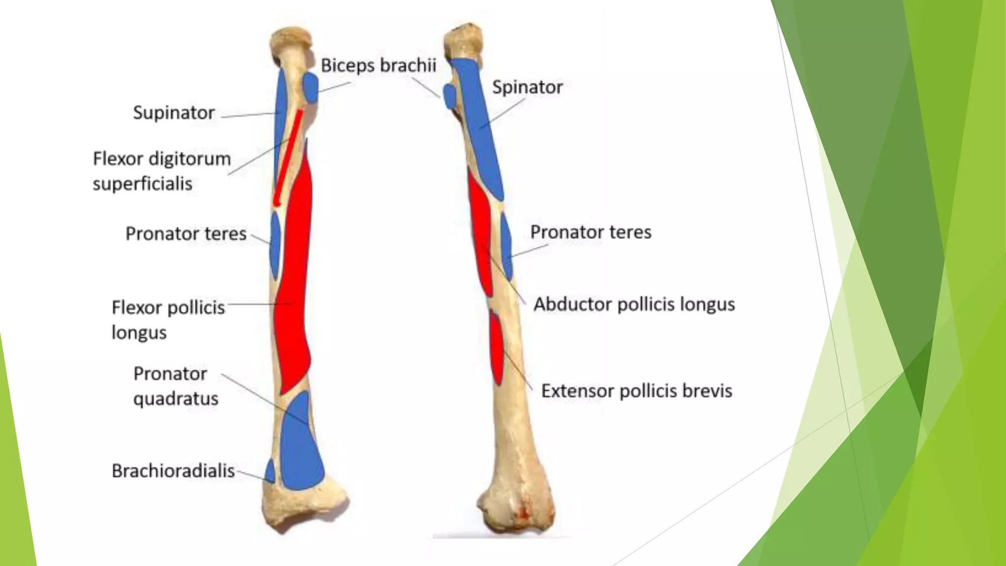Anatomy of the Radius Bone | PPTX
