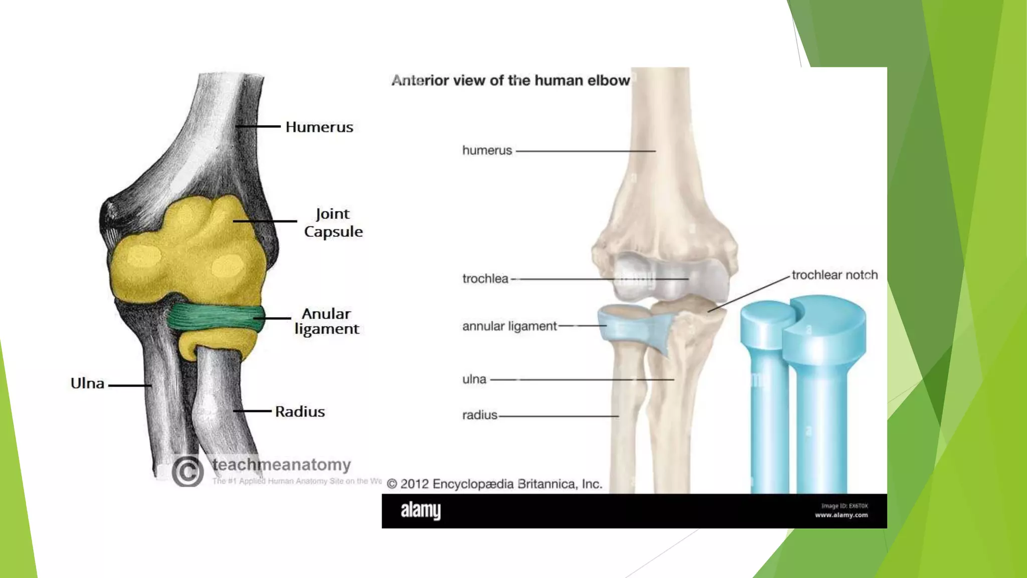 Anatomy of the Radius Bone | PPTX