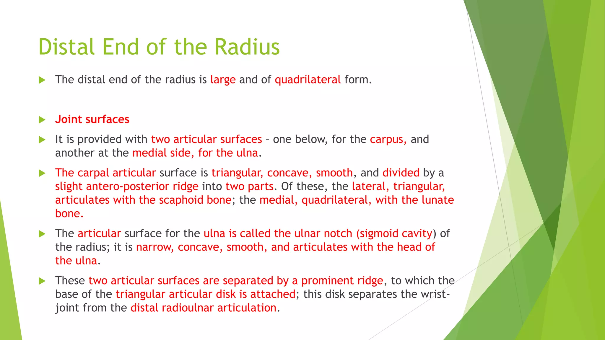 Anatomy of the Radius Bone | PPTX