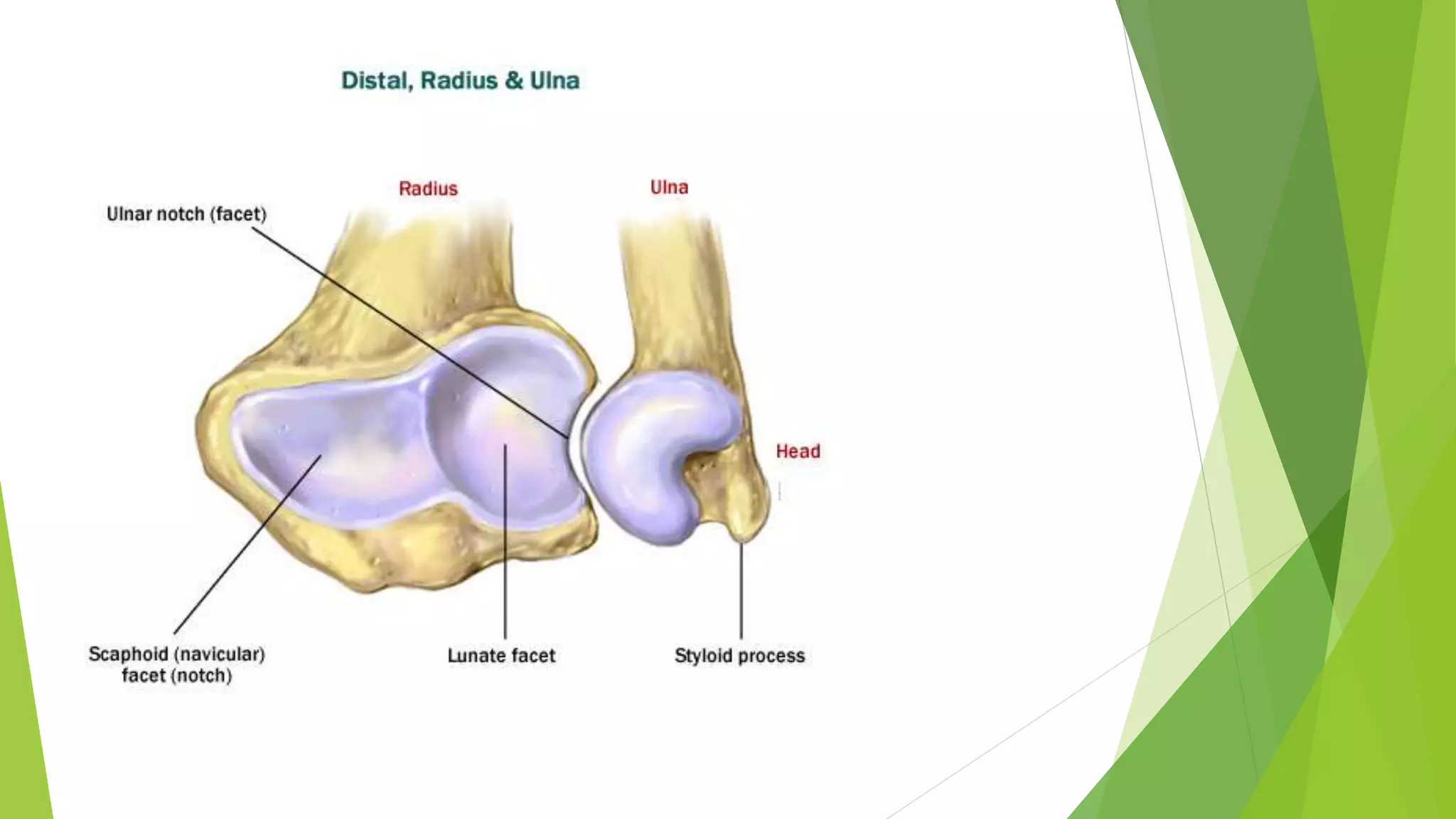 Anatomy of the Radius Bone | PPTX