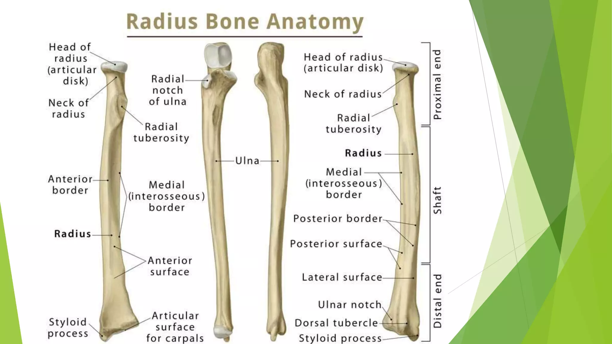 Anatomy of the Radius Bone | PPTX