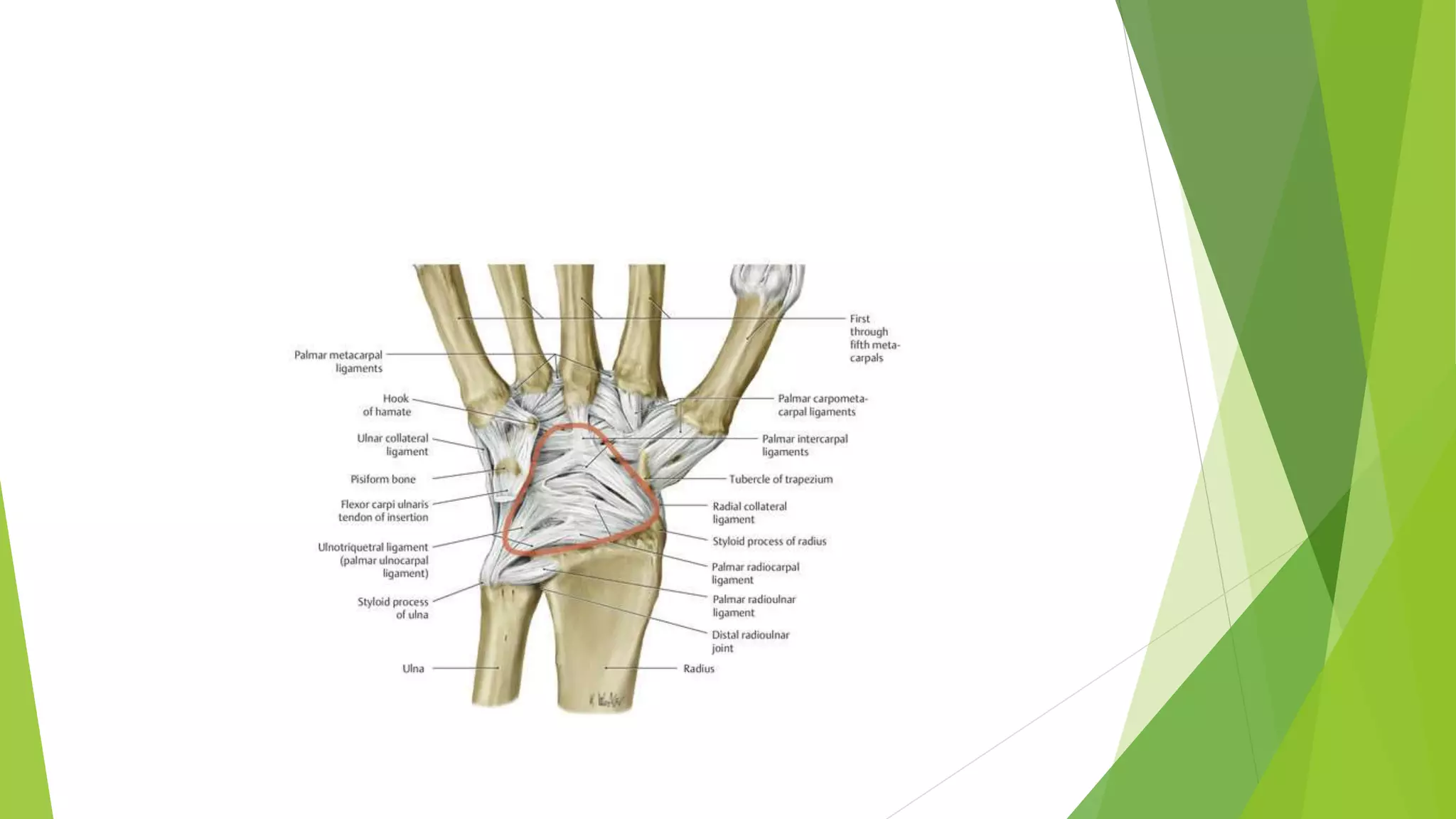 Anatomy of the Radius Bone | PPTX