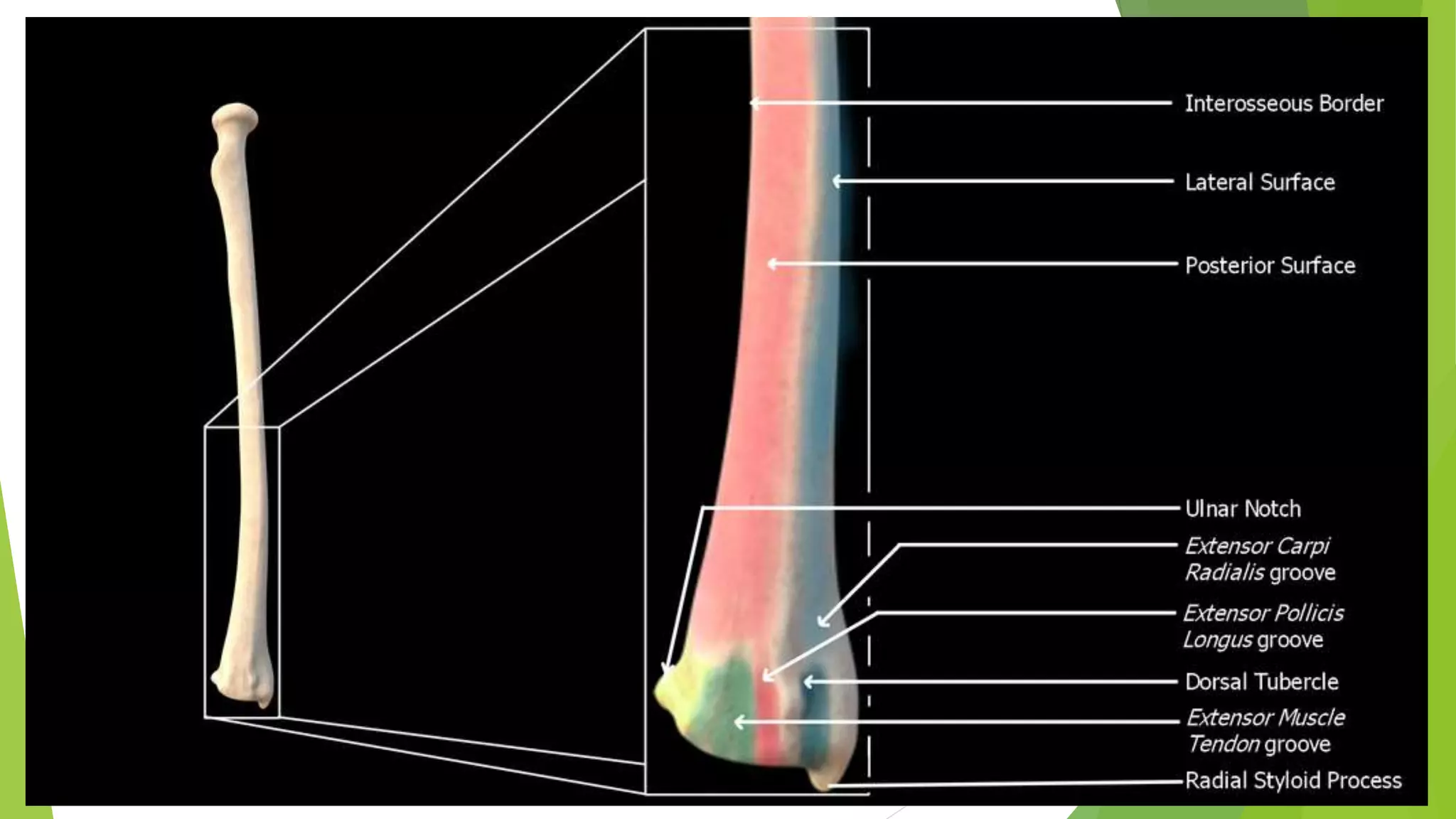 Anatomy of the Radius Bone | PPTX