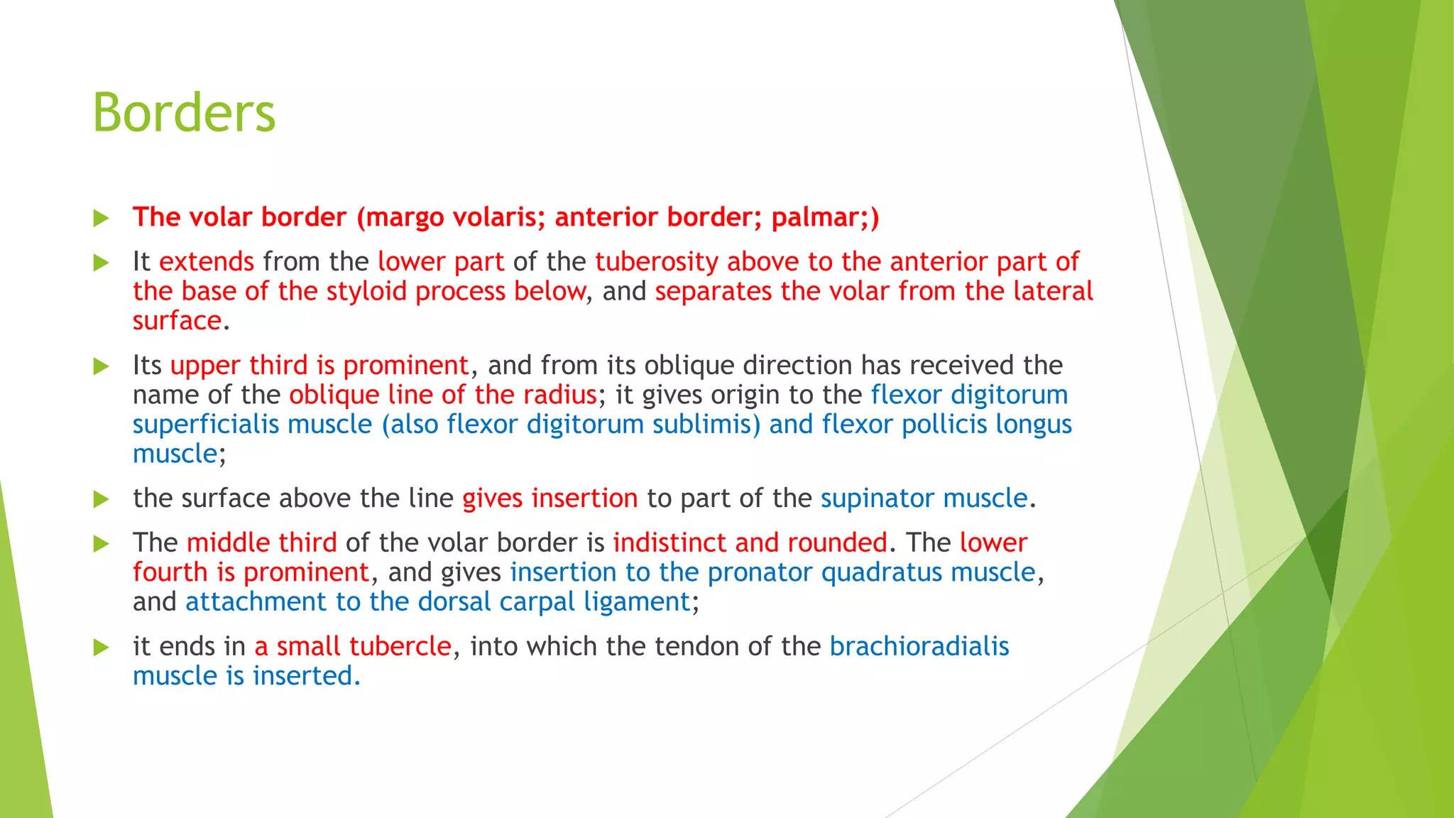 Anatomy of the Radius Bone | PPTX