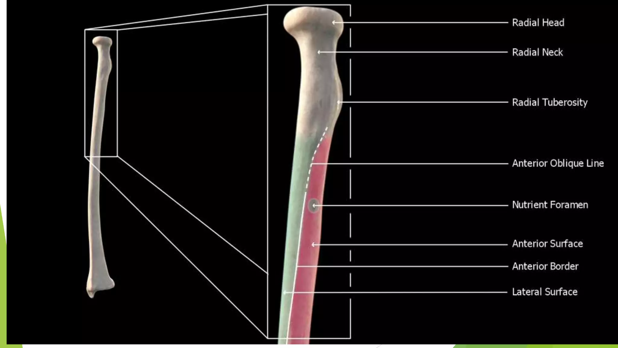 Anatomy of the Radius Bone | PPTX