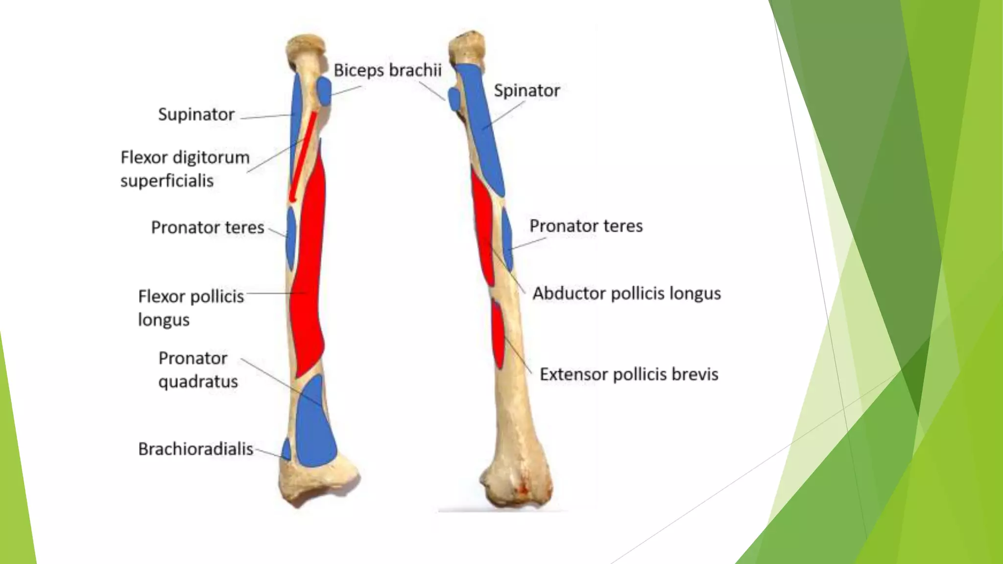 Anatomy of the Radius Bone | PPTX