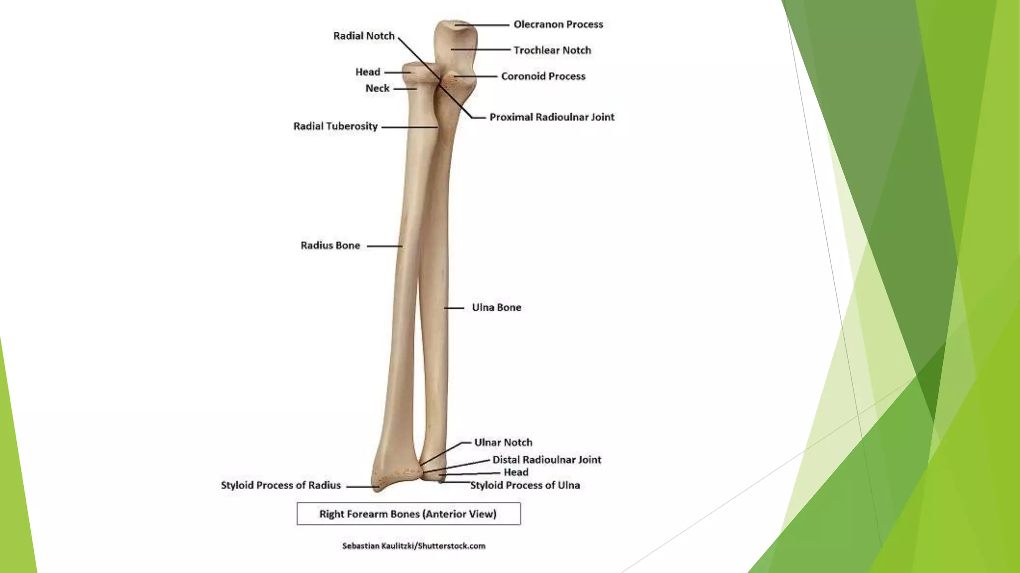 Anatomy of the Radius Bone | PPTX