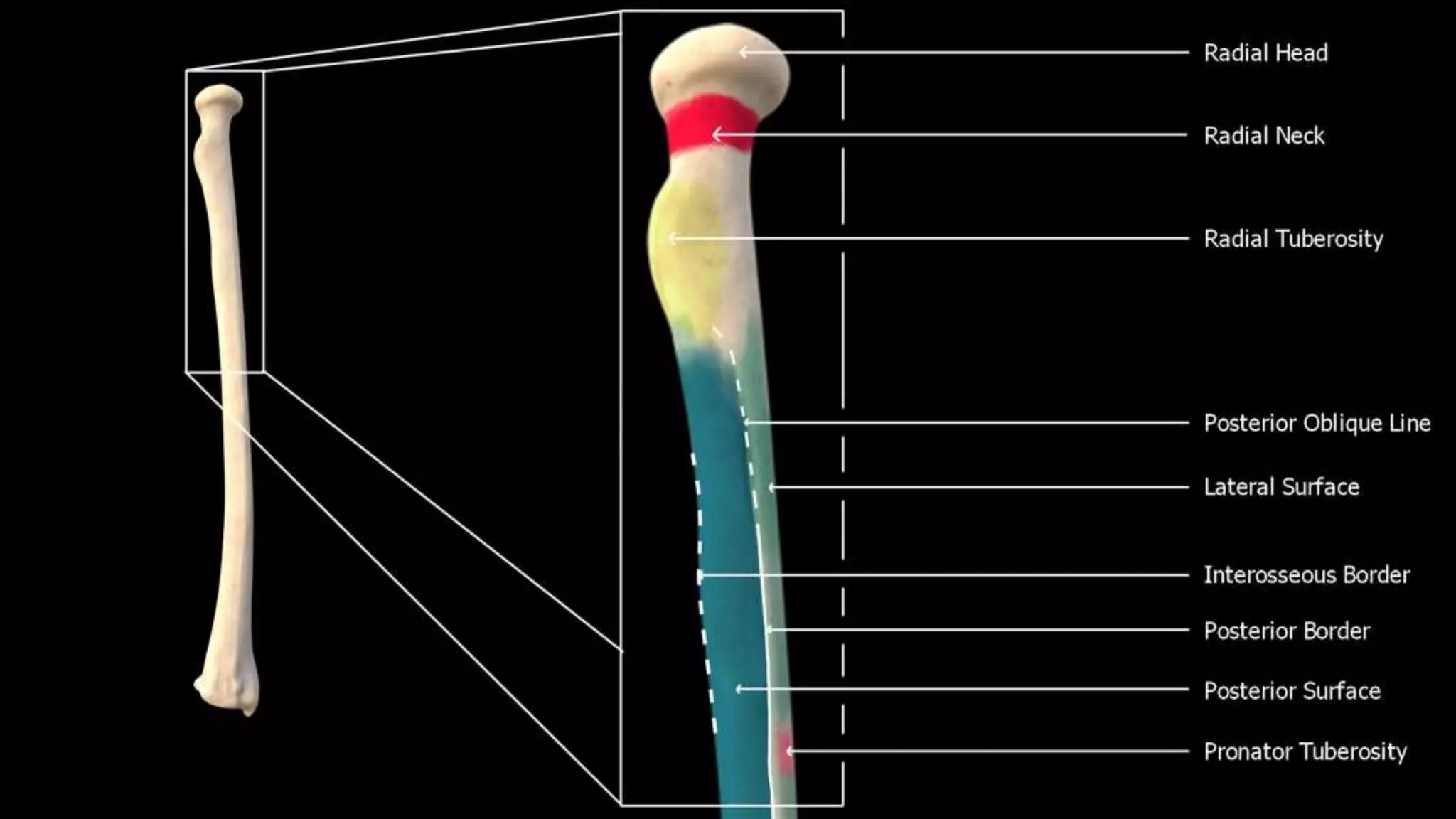 Anatomy of the Radius Bone | PPTX