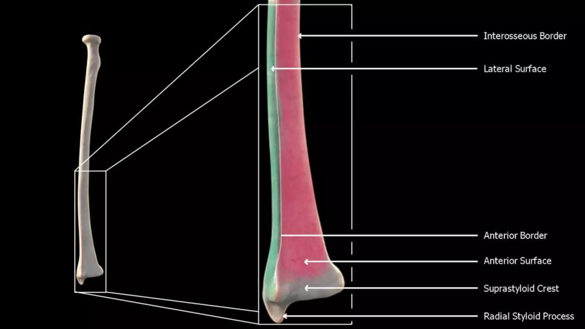 Anatomy of the Radius Bone | PPTX
