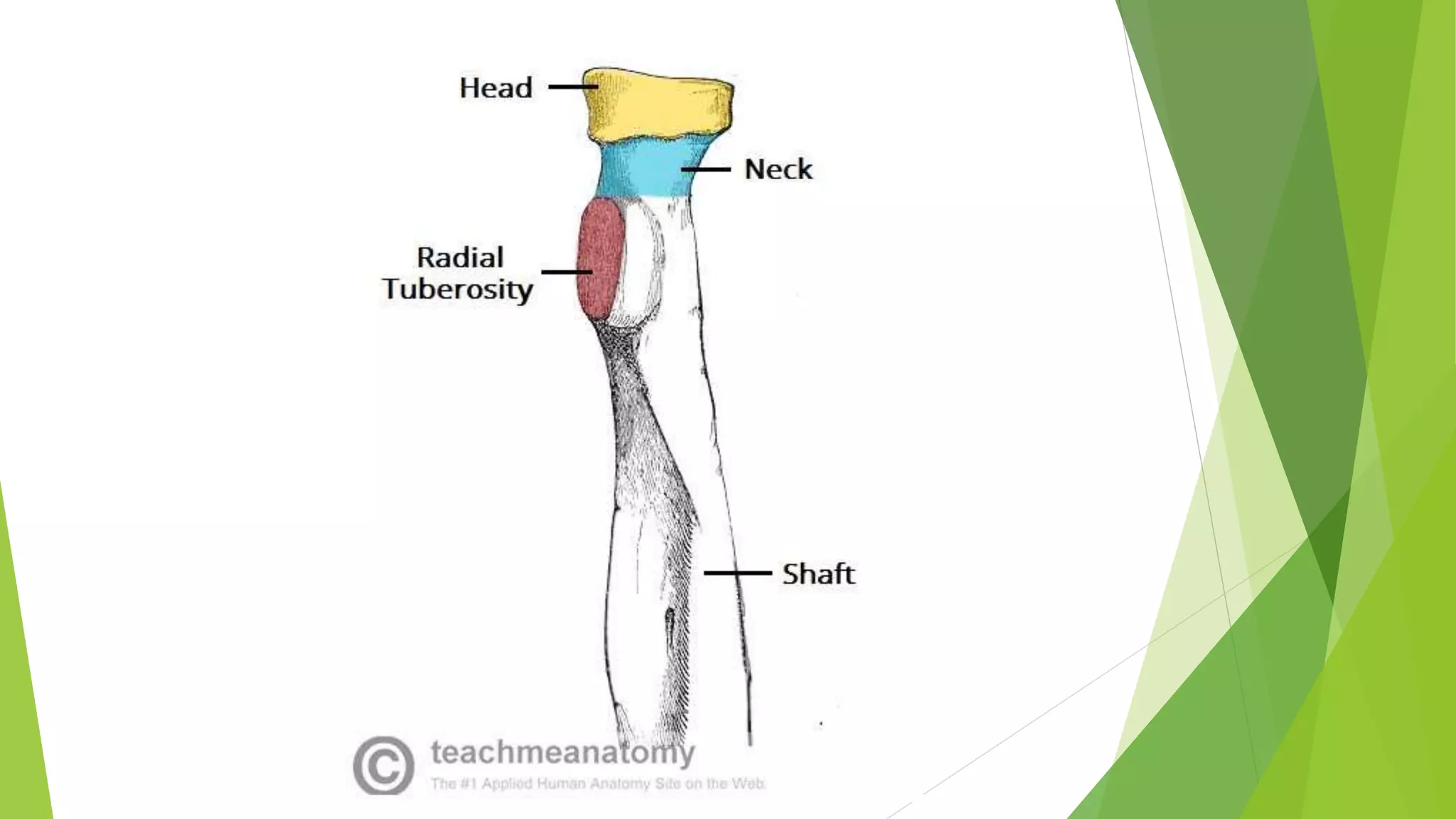 Anatomy of the Radius Bone | PPTX