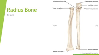 Anatomy of the Radius Bone | PPTX
