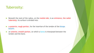 Anatomy of the Radius Bone | PPTX