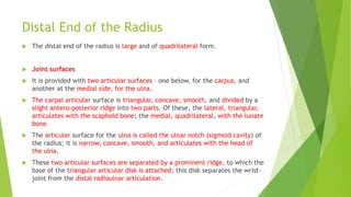 Anatomy of the Radius Bone | PPTX