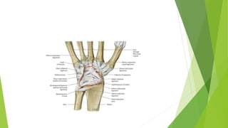 Anatomy of the Radius Bone | PPTX