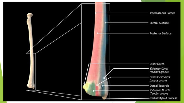 Anatomy of the Radius Bone | PPTX