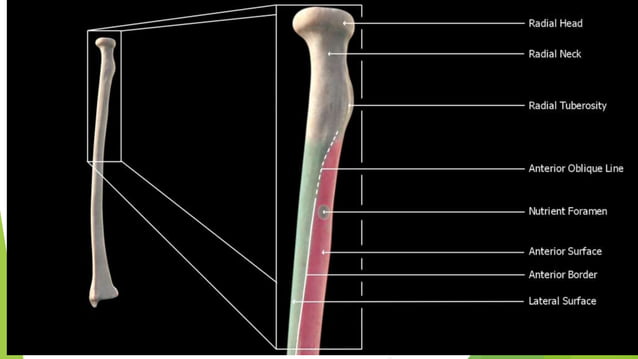 Anatomy of the Radius Bone | PPTX