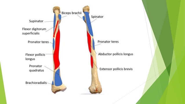 Anatomy of the Radius Bone | PPTX