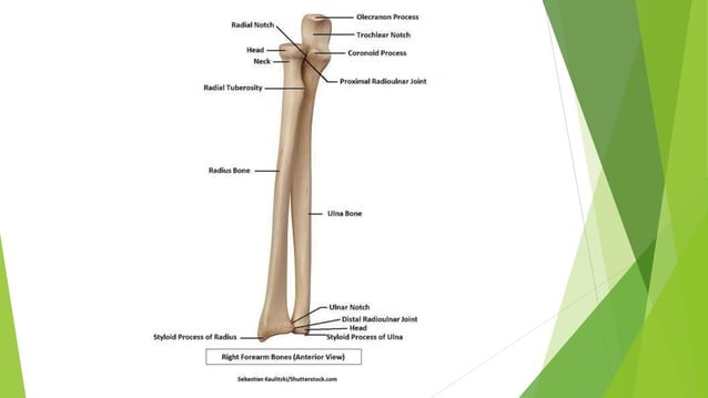 Anatomy of the Radius Bone | PPTX