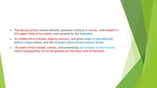 Anatomy of the Radius Bone | PPTX