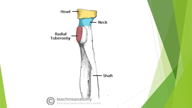 Anatomy of the Radius Bone | PPTX
