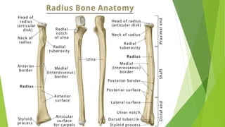 Radial Bone