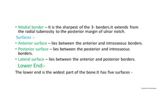 Radius bone structure | PDF
