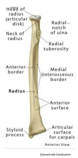 Radius Bone Diagram