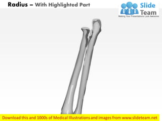 Radius posterior view medical images for power point | PDF