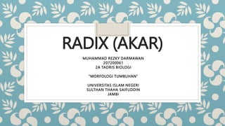 RADIX (AKAR) Muhammad Rezky Darmawan (207200061).pptx