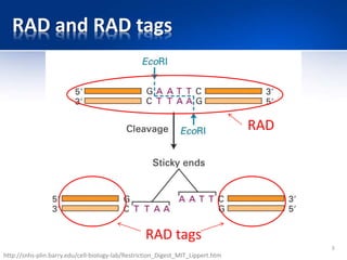 RADseq.pptx