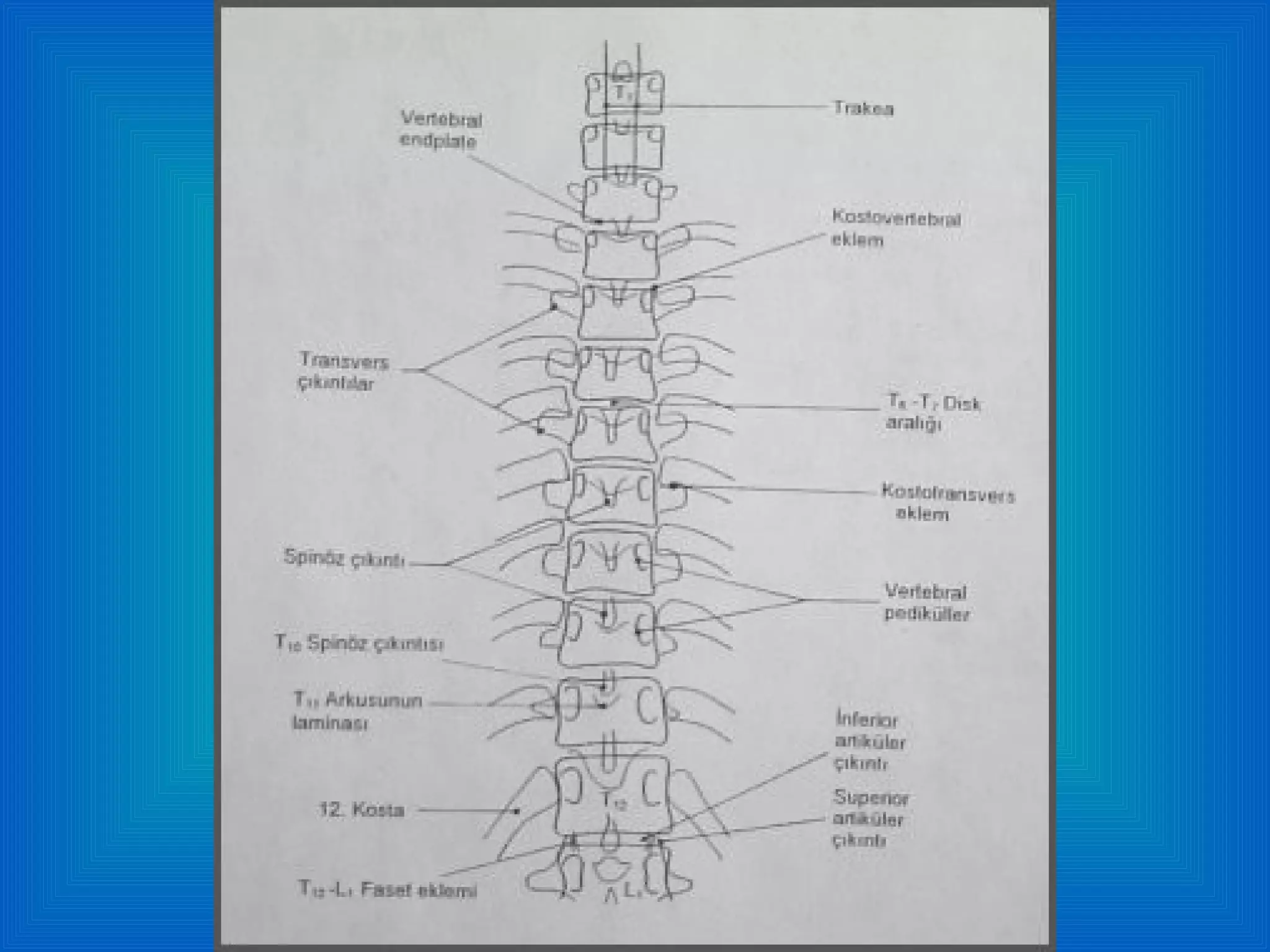 Radyolojik anatomi vertebra | PPT