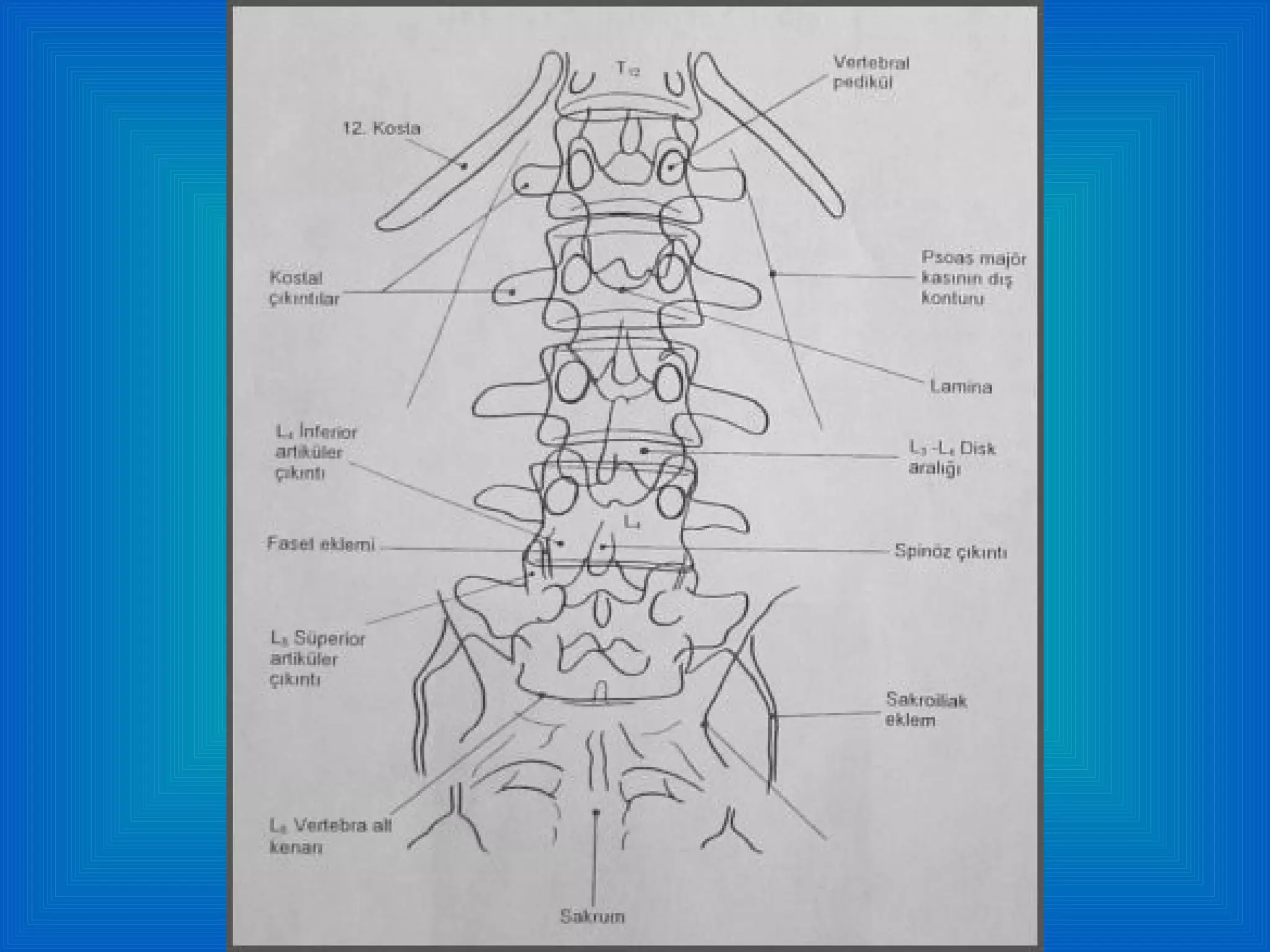 Radyolojik anatomi vertebra | PPT