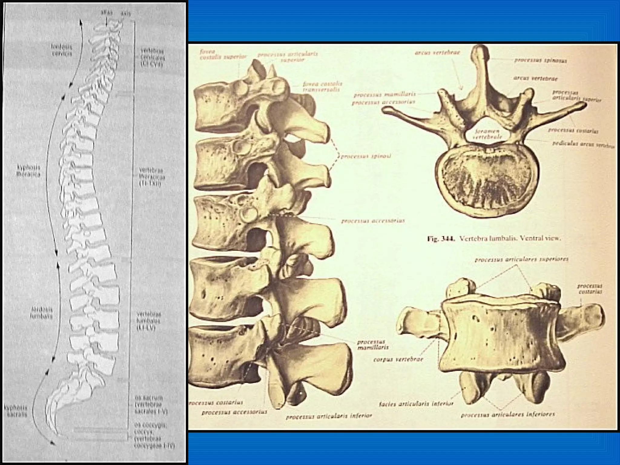 Radyolojik anatomi vertebra | PPT