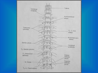 Radyolojik anatomi vertebra | PPT