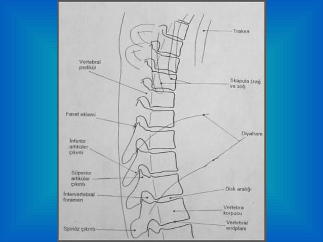 Radyolojik anatomi vertebra | PPT
