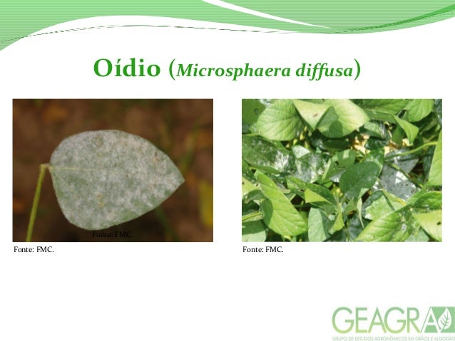 MANEJO INTEGRADO DE DOENÇAS NA SOJA